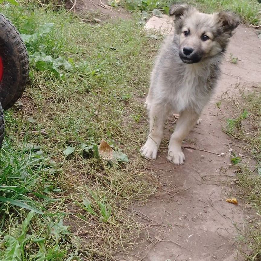 Сторожевой пес