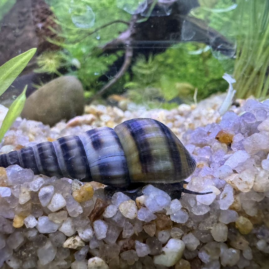 Тиломелания геркулес