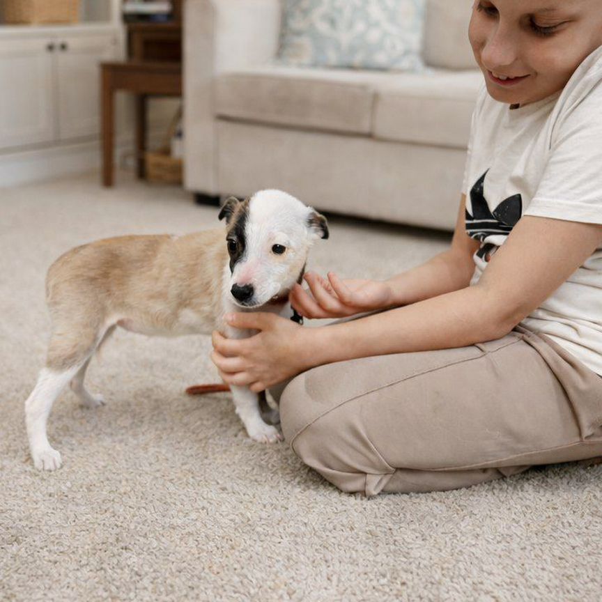 Щенок в добрые руки