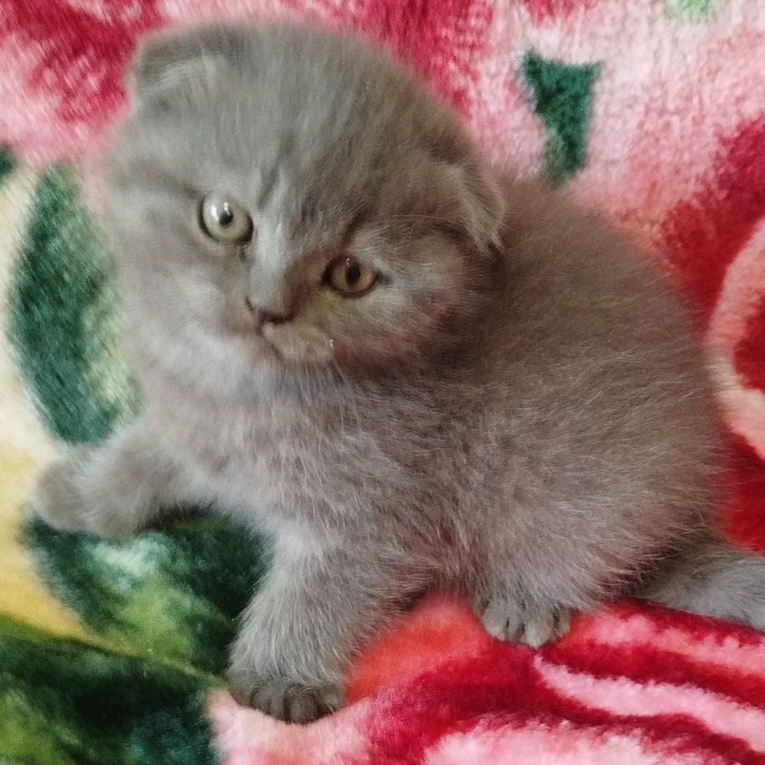 Шотландский вислоухий короткошёрстный котёнок