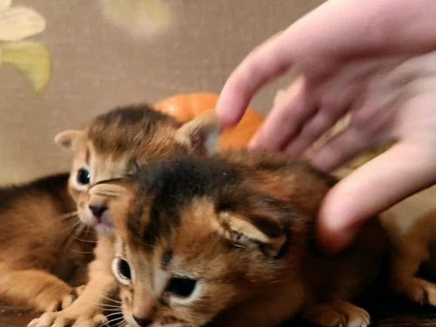 Абиссинские котята