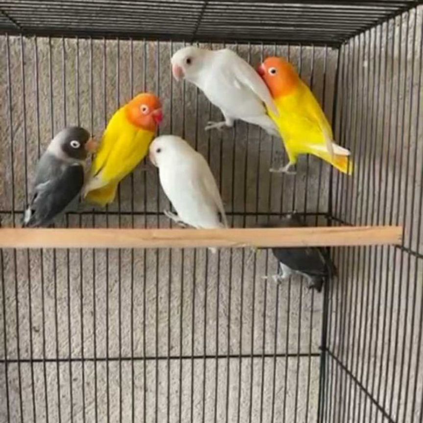 Попугай неразлучники Альбино