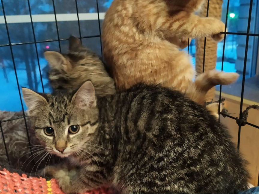 Рыжий котенок,полосатый котенок,котенок из приюта