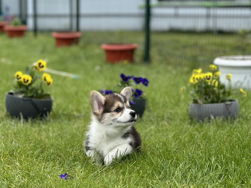 Щенки Корги