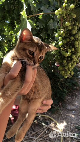 Абиссинские котята