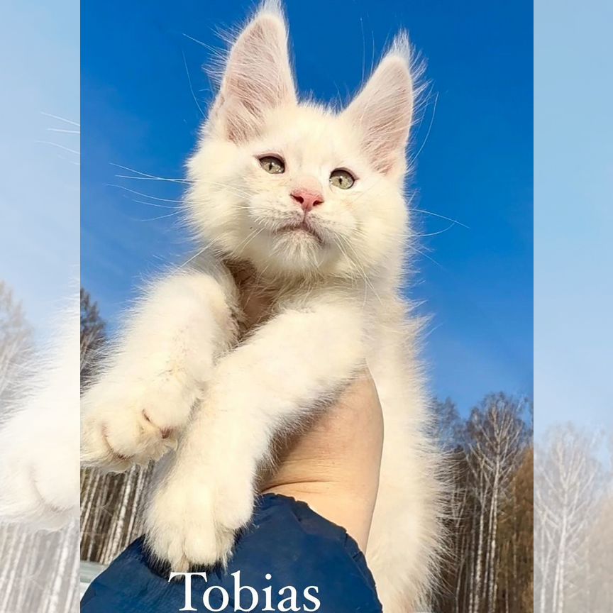 Мейн-кун котёнок