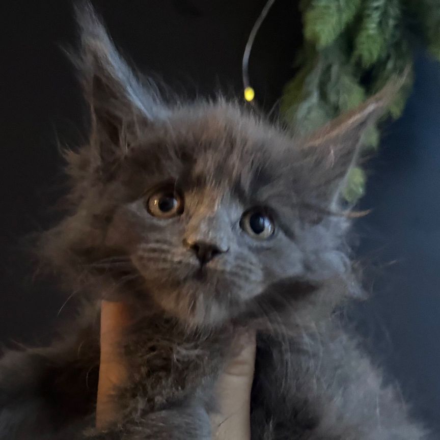 Мейн-кун котёнок