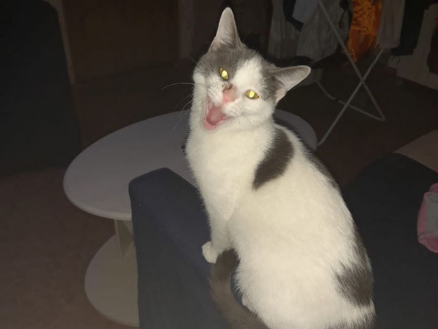 Котик полгода улыбака в самые добрые руки