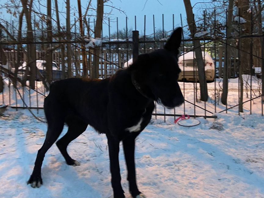 Собака в добрые руки