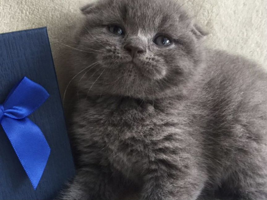 Шотландские вислоухие котята