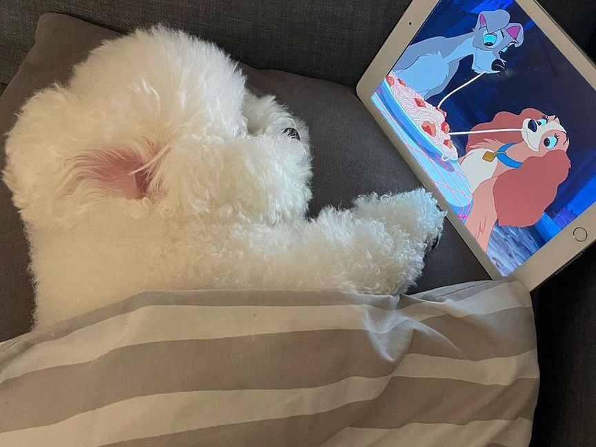 Бишонодетки