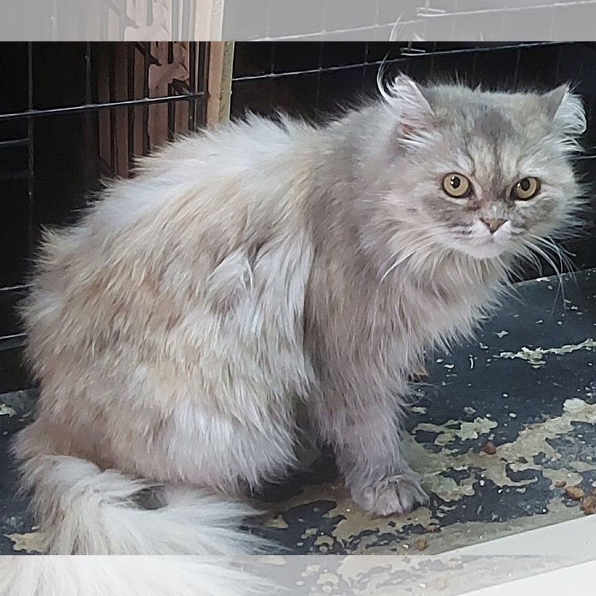 Взрослая кошка в добрые руки