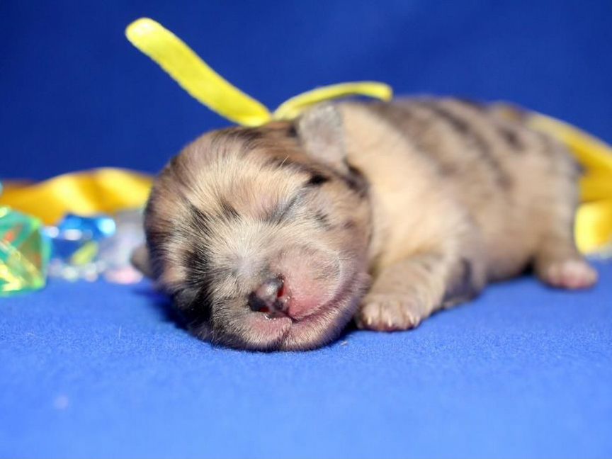 Шпицульки Померанцы, девочки