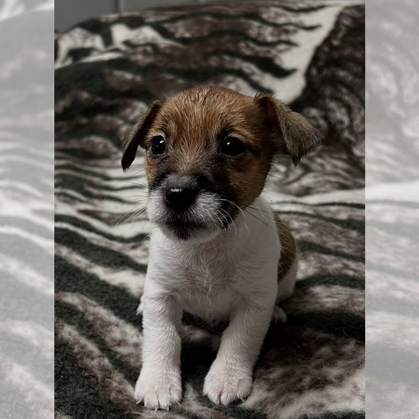 Джек-рассел-терьер, щенок