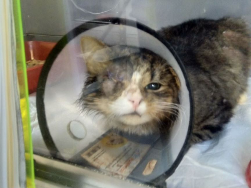 Кот ищет дом