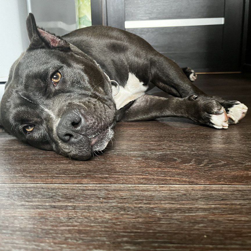 Амбулли покет