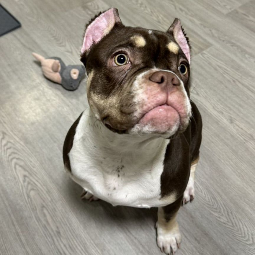 Американский булли, щенок