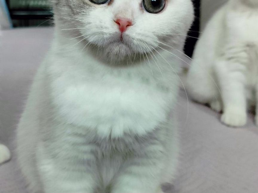 Скоттиш фолд девочка