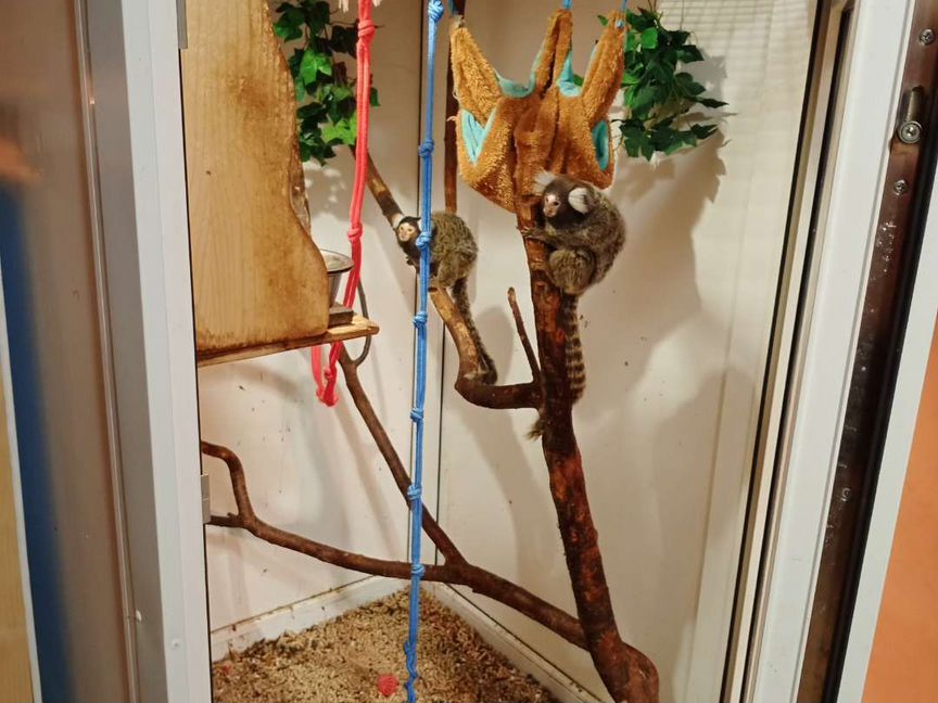 Вольер и обезьяны