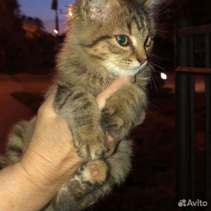 Котёнок майкун не чистокровный