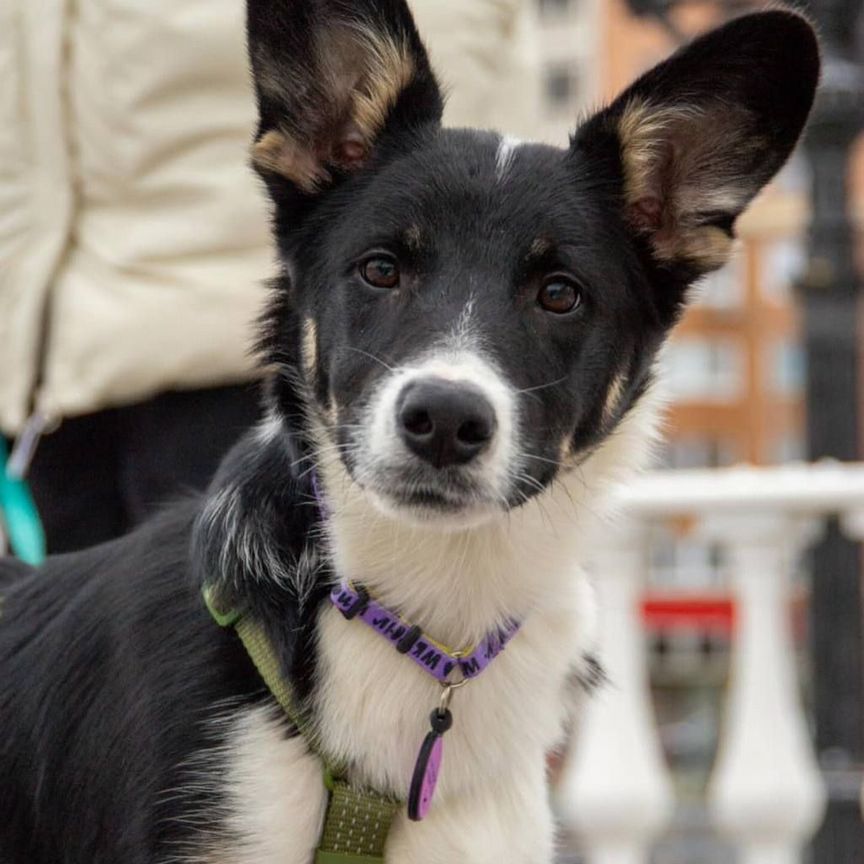 Щенок в добрые руки бесплатно