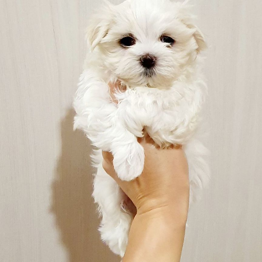 Мальтийская болонка, щенок