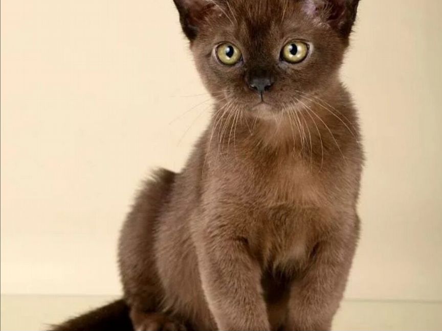 Американская бурма котик