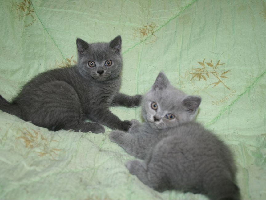 Котята