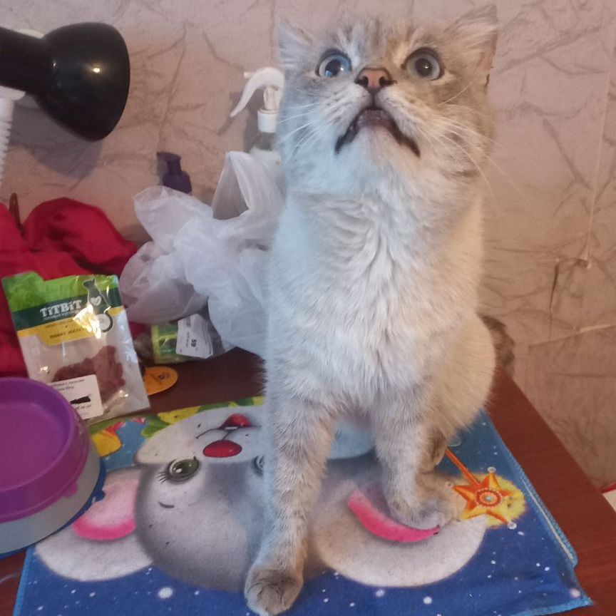 Взрослый кот в добрые руки