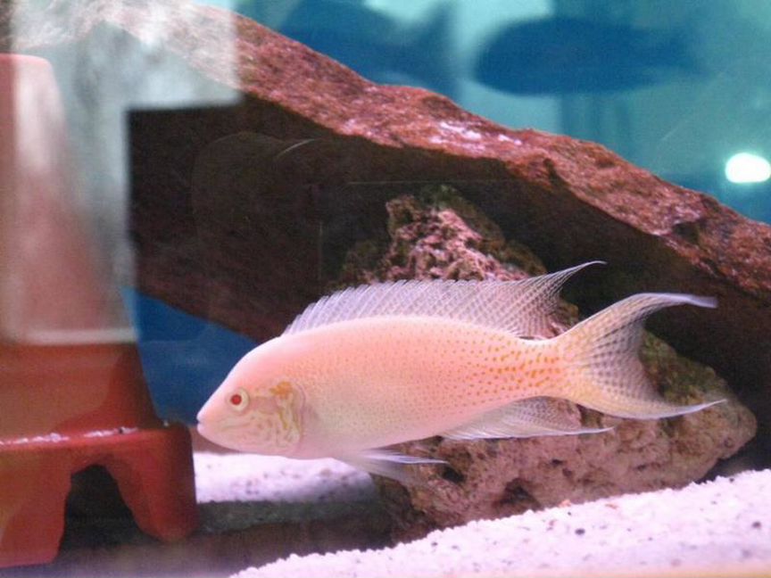 Принцесса Бурунди альбинос