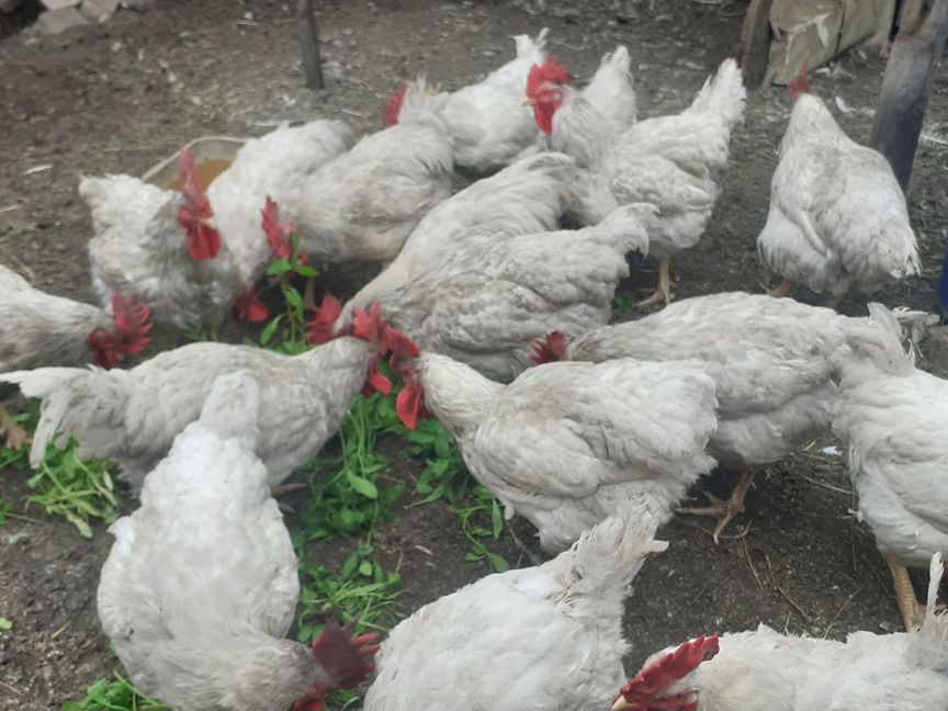 Бройлерные Петухи
