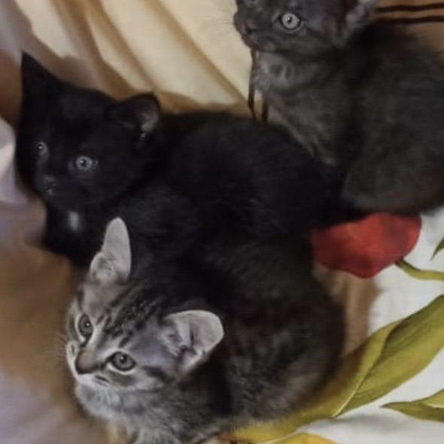 Котята в добрые руки