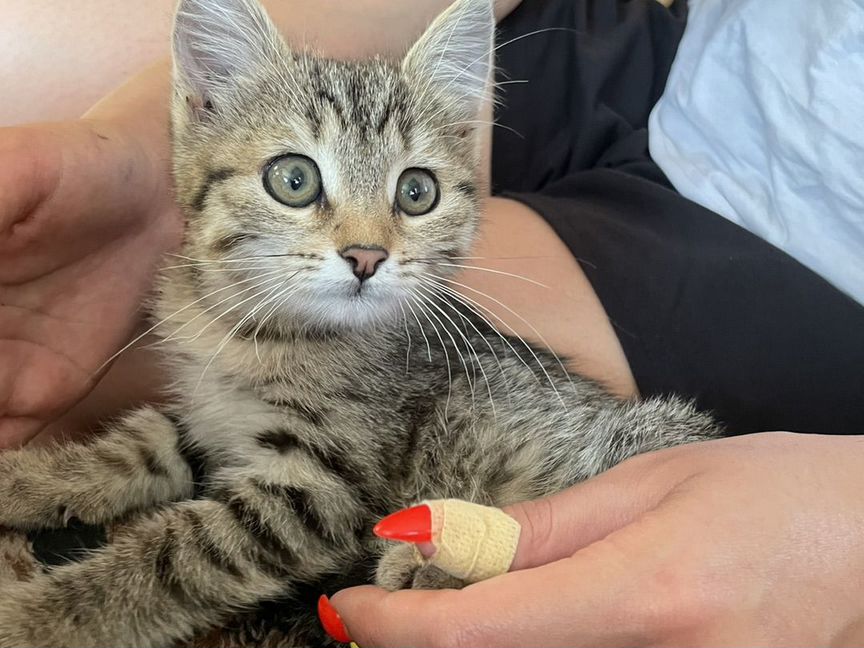 Котенок в добрые руки