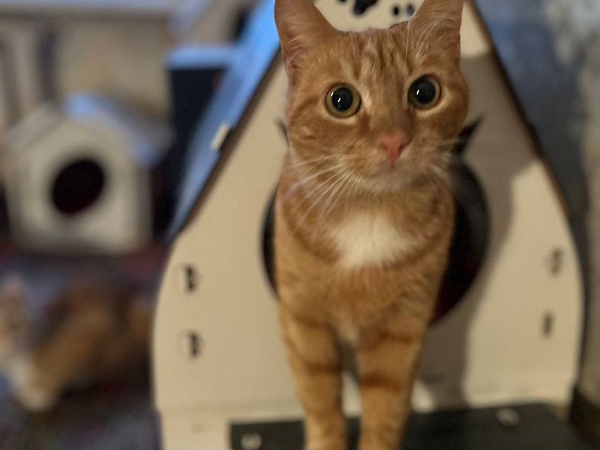 Рыжая кошка