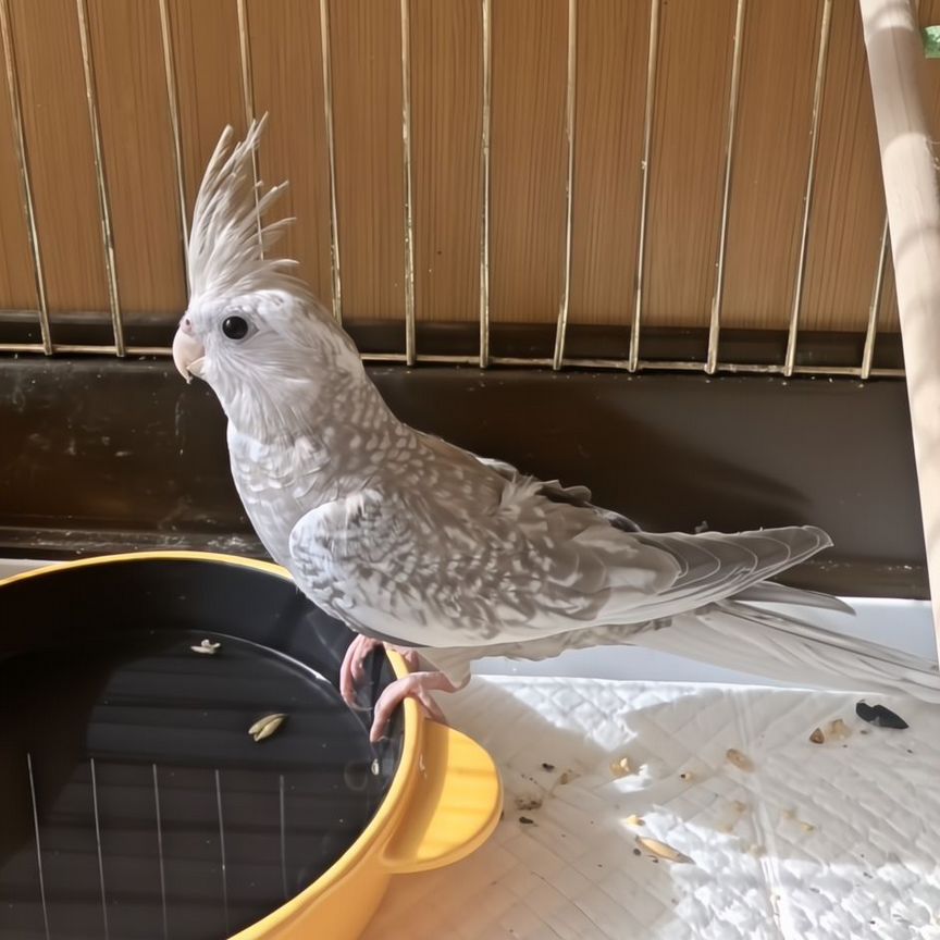 Попугай корелла птенец