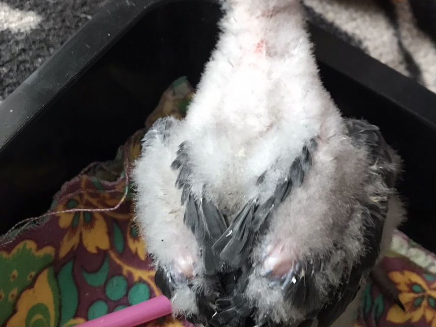 Серый попугай