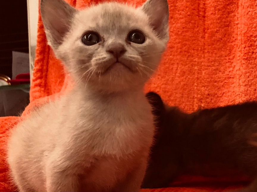 Бурманская порода