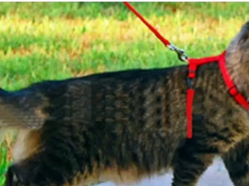 Нейлоновый регулируемый поводок для питомцев