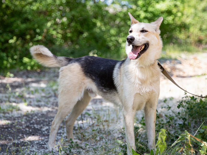 Флойд улыбаха