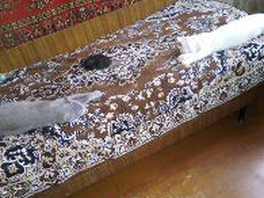 Котята в добрые руки бесплатно от британочки