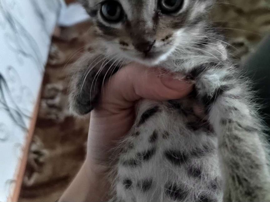 Кошки мейн-кун метисы