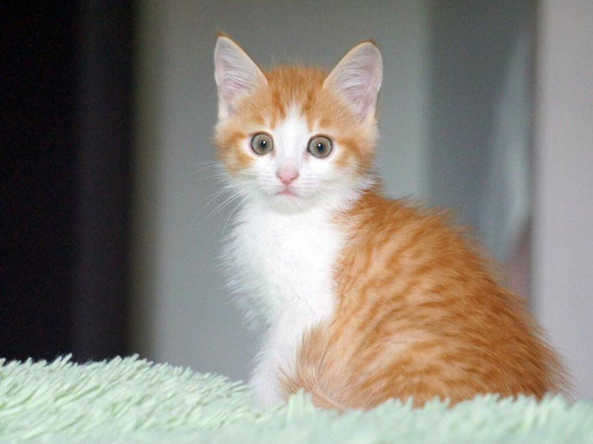 Котенок Батон 2 мес