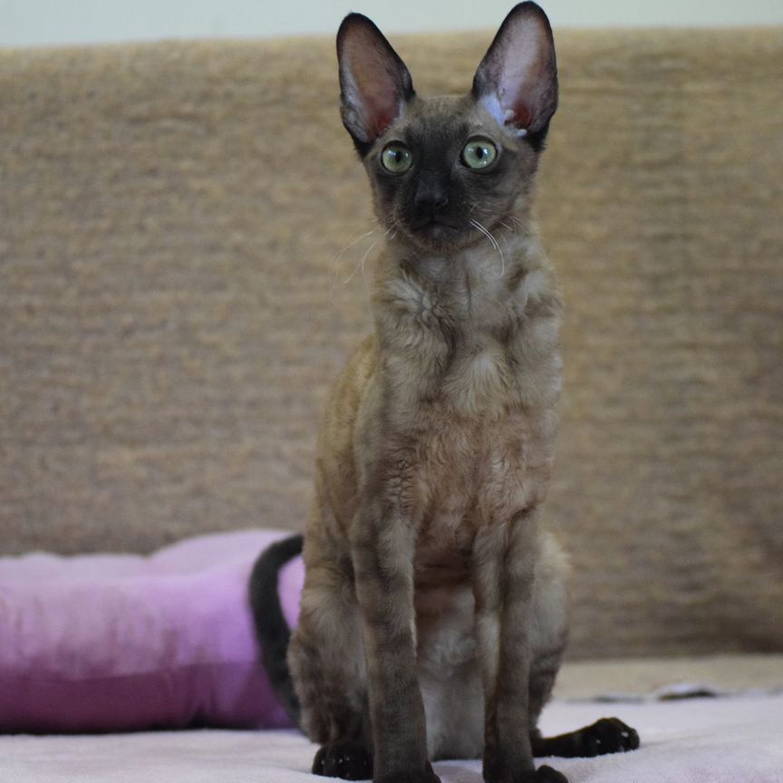 Кошечка породы корниш-рекс 5 месяцев