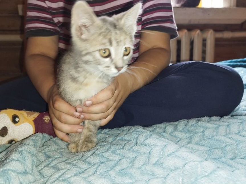 Кошечка Лаванда