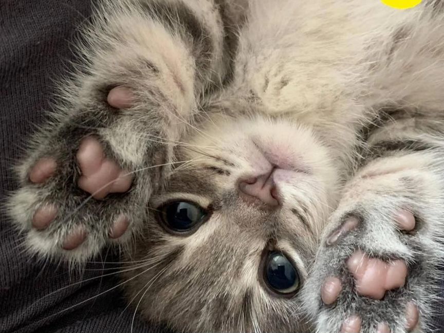 Продам, трубочки Изя