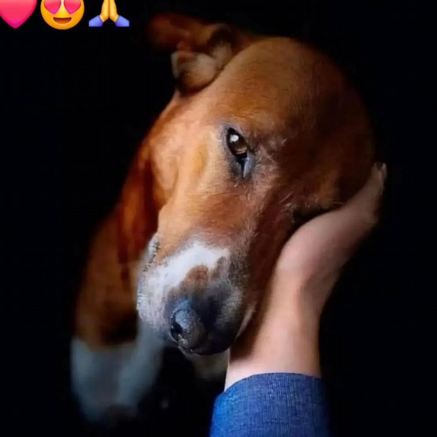 Взрослая, кошка в добрые руки