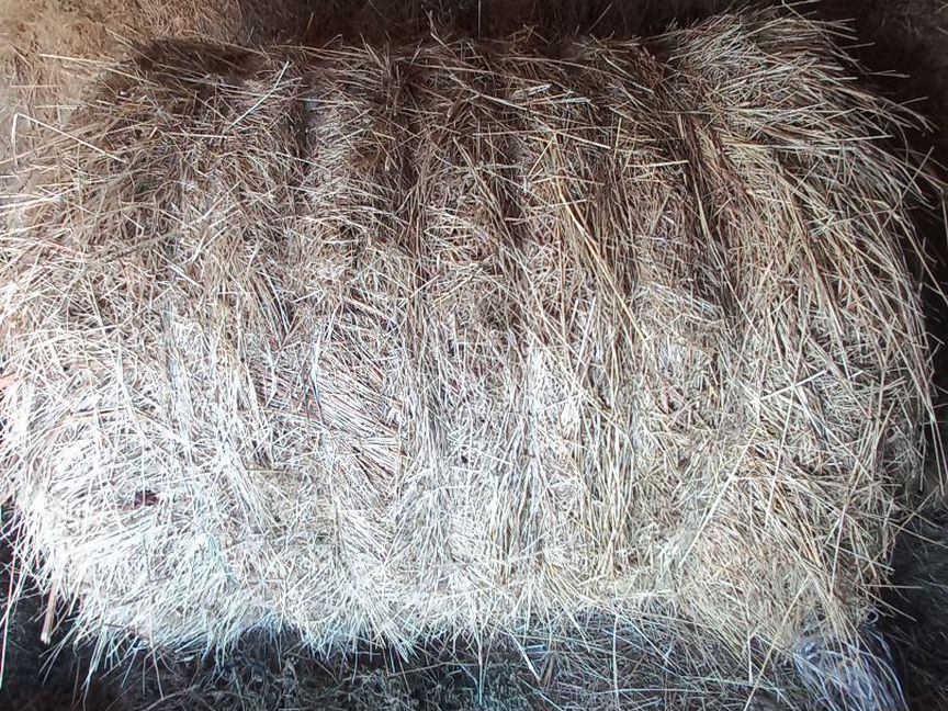 Продам сено в рулонах