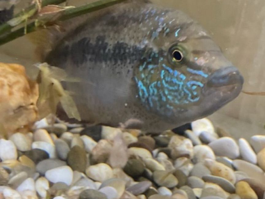 Цихлазома сальвини 13 см самец