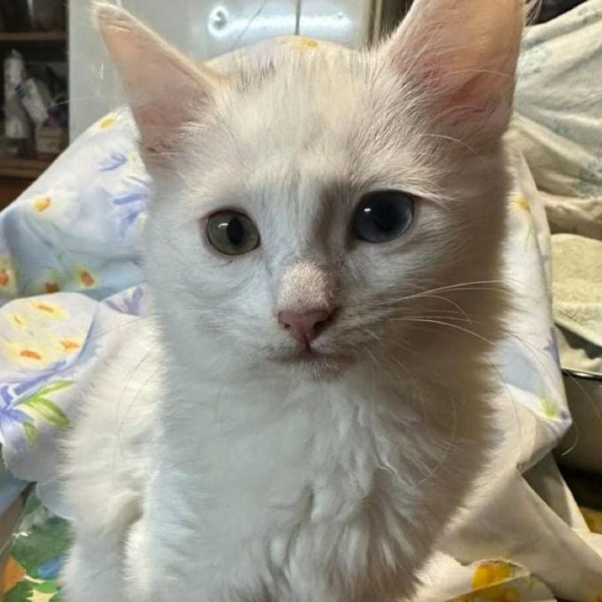 Котики в надежные руки