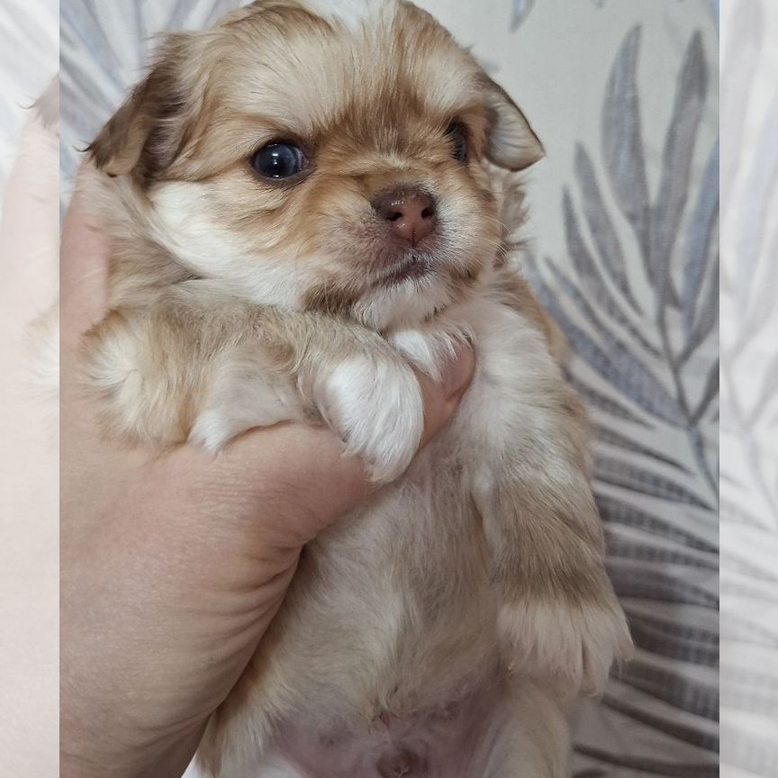 Чихуахуа, щенок